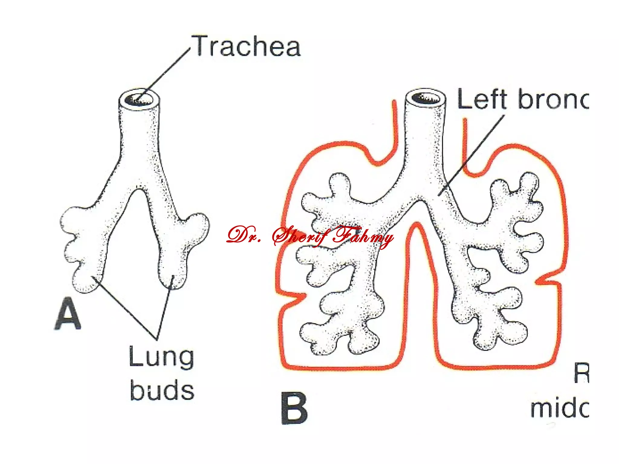 Development of Respiratory System (Special Embryology) | PPS