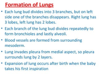 Development of Respiratory System (Special Embryology) | PPS