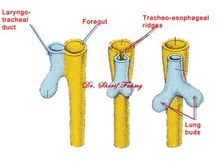 Development of Respiratory System (Special Embryology) | PPS