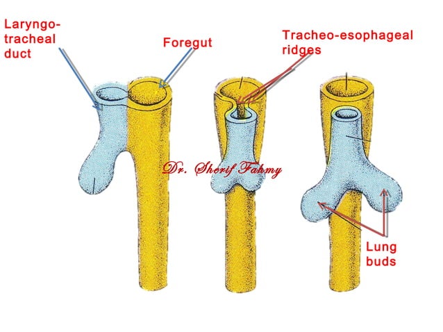 Development of Respiratory System (Special Embryology) | PPS
