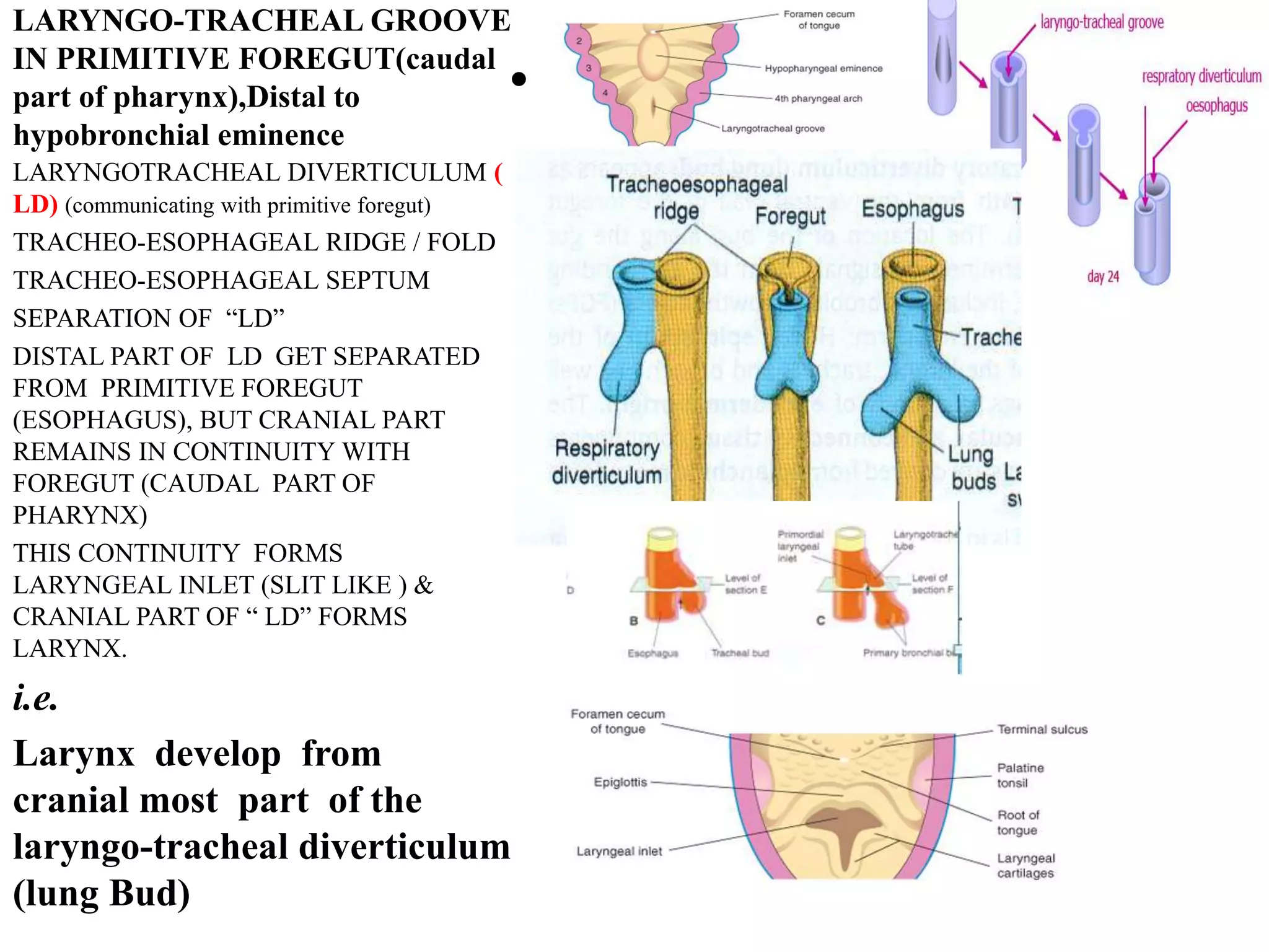 Development of respiratory system | PPTX