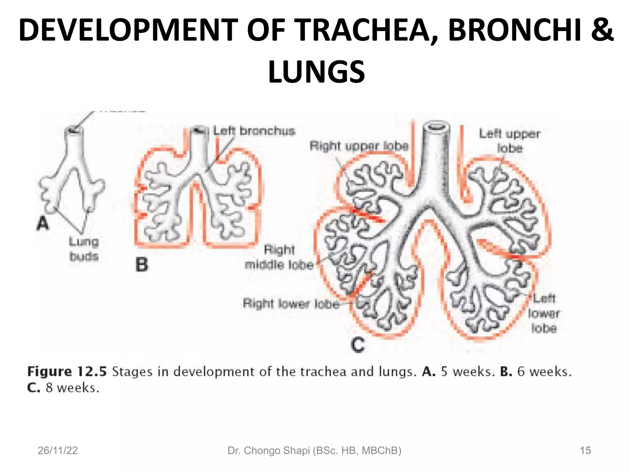 DEVELOPMENT OF RESPIRATORY SYSTEM by Shapi. MD.pdf