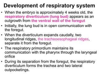 developmentofrespiratorysystem.pptx