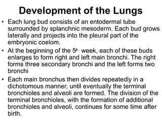 developmentofrespiratorysystem.pptx