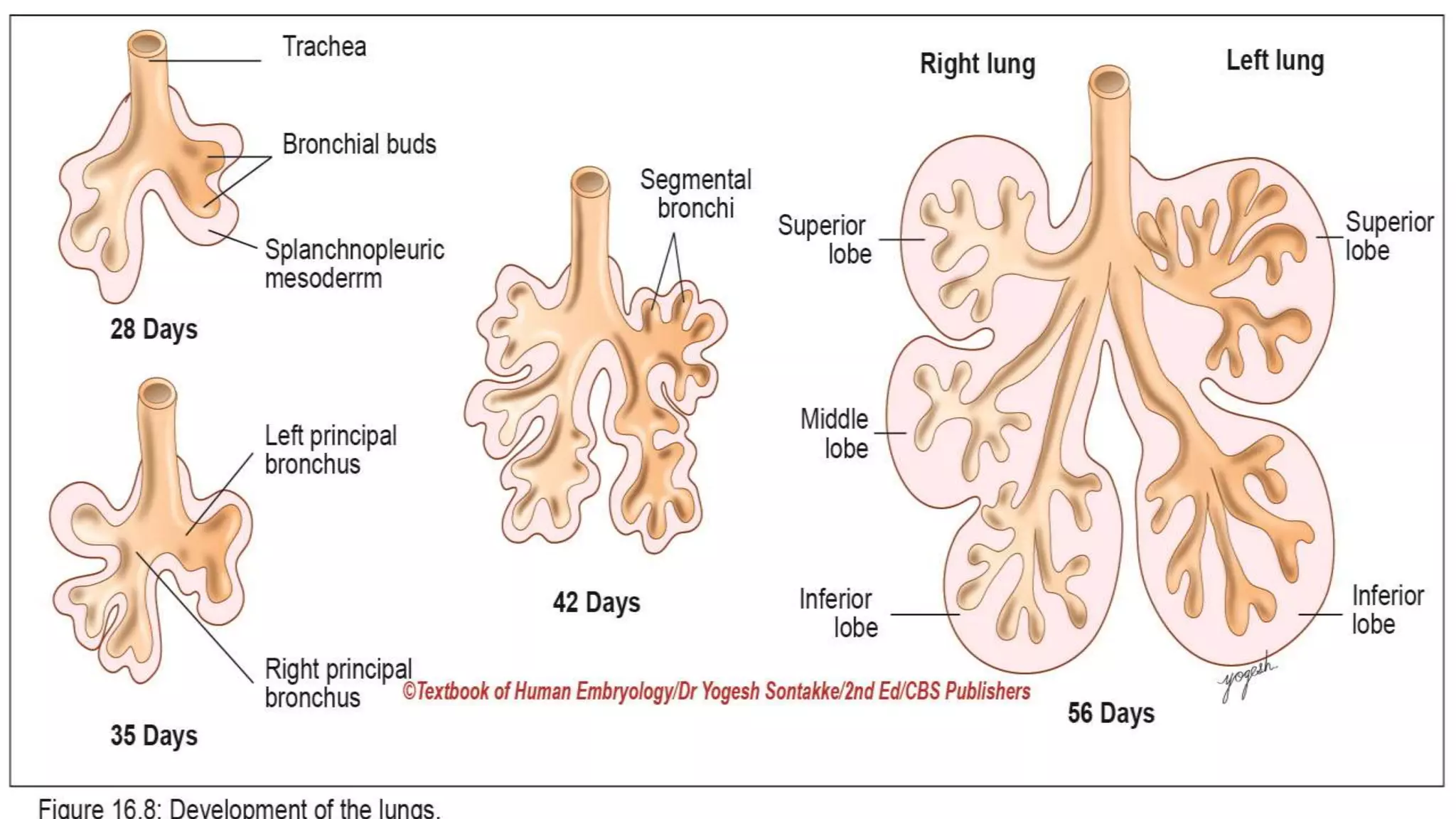 Development of Respiratory System.pptx