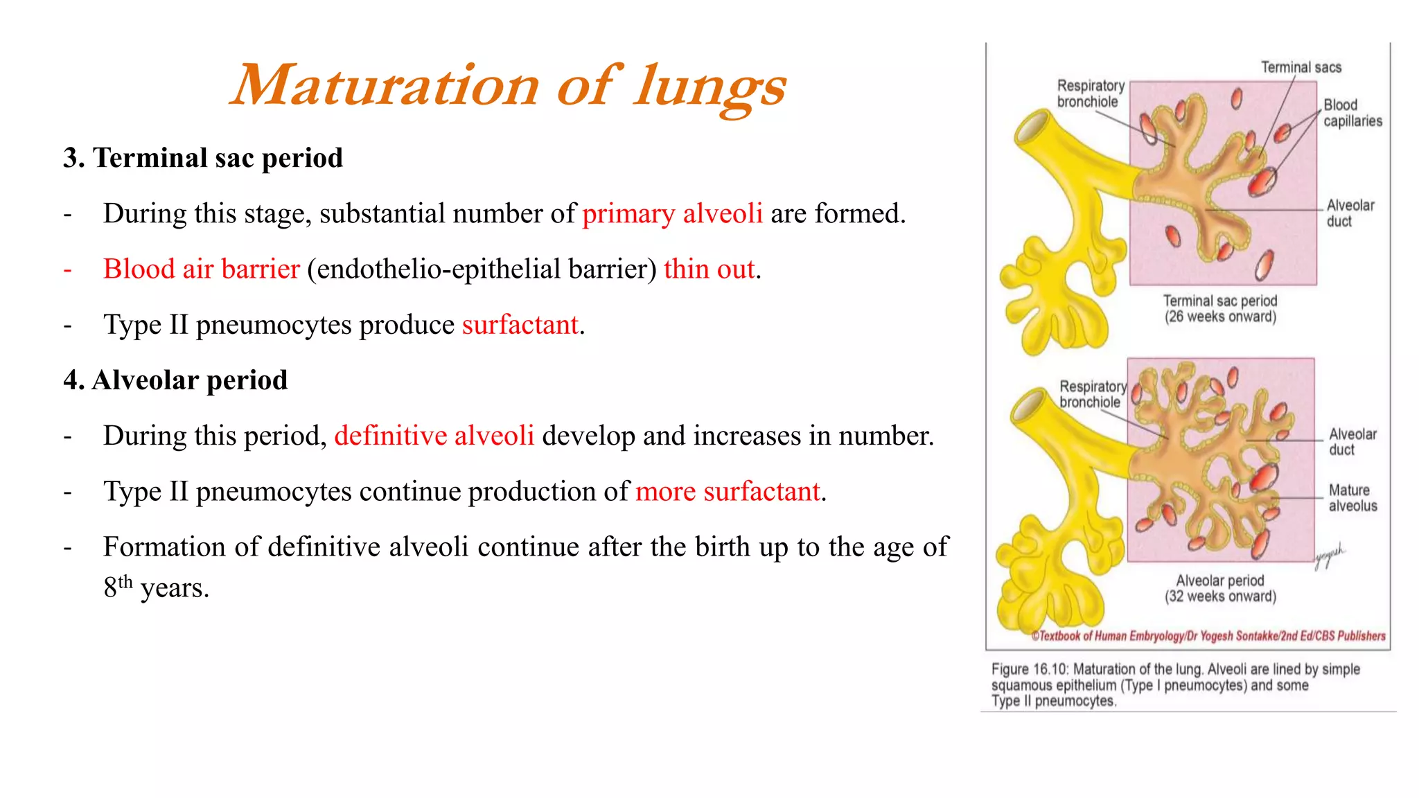 Development of Respiratory System.pptx