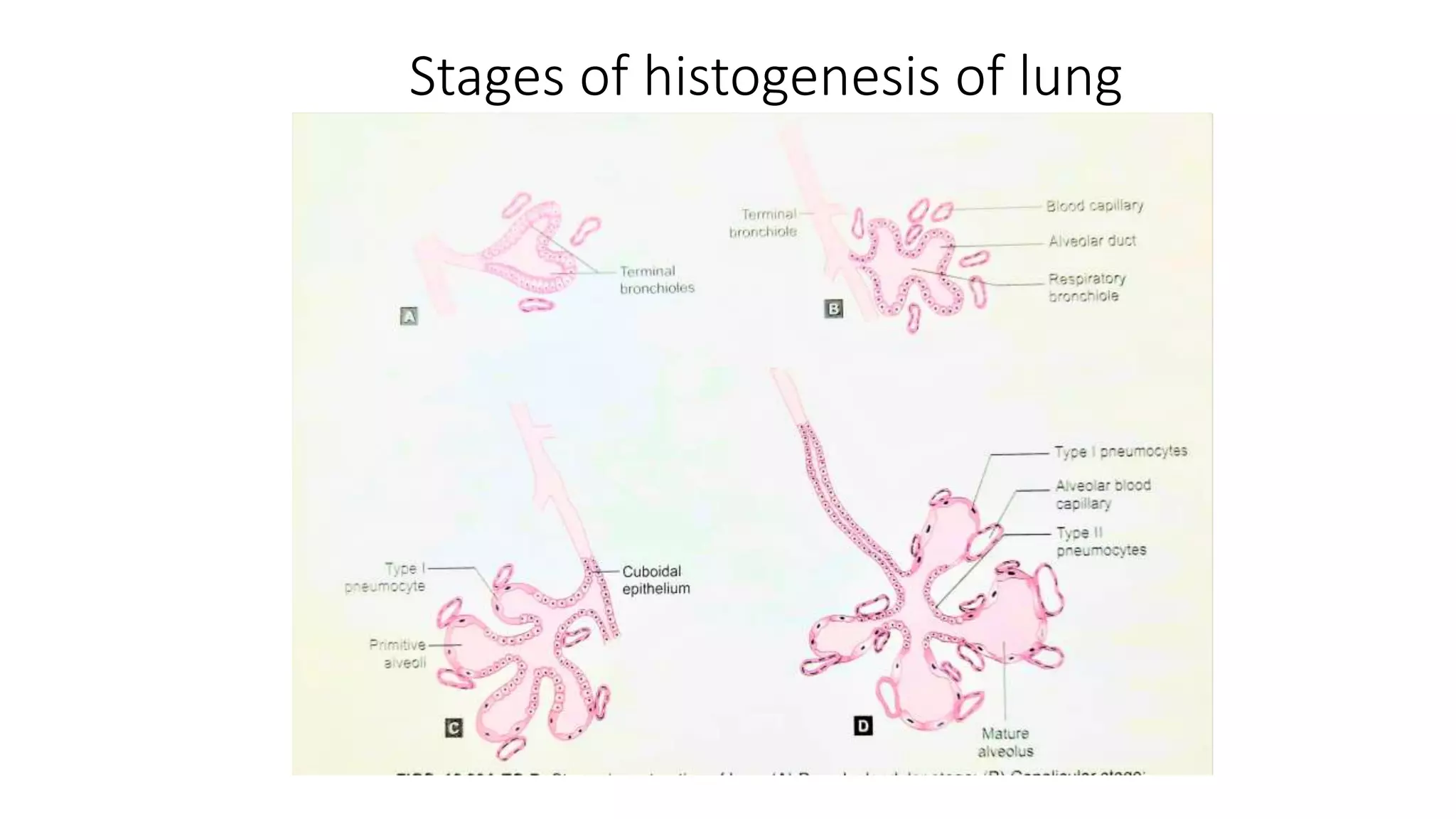 Development of Respiratory System.pptx