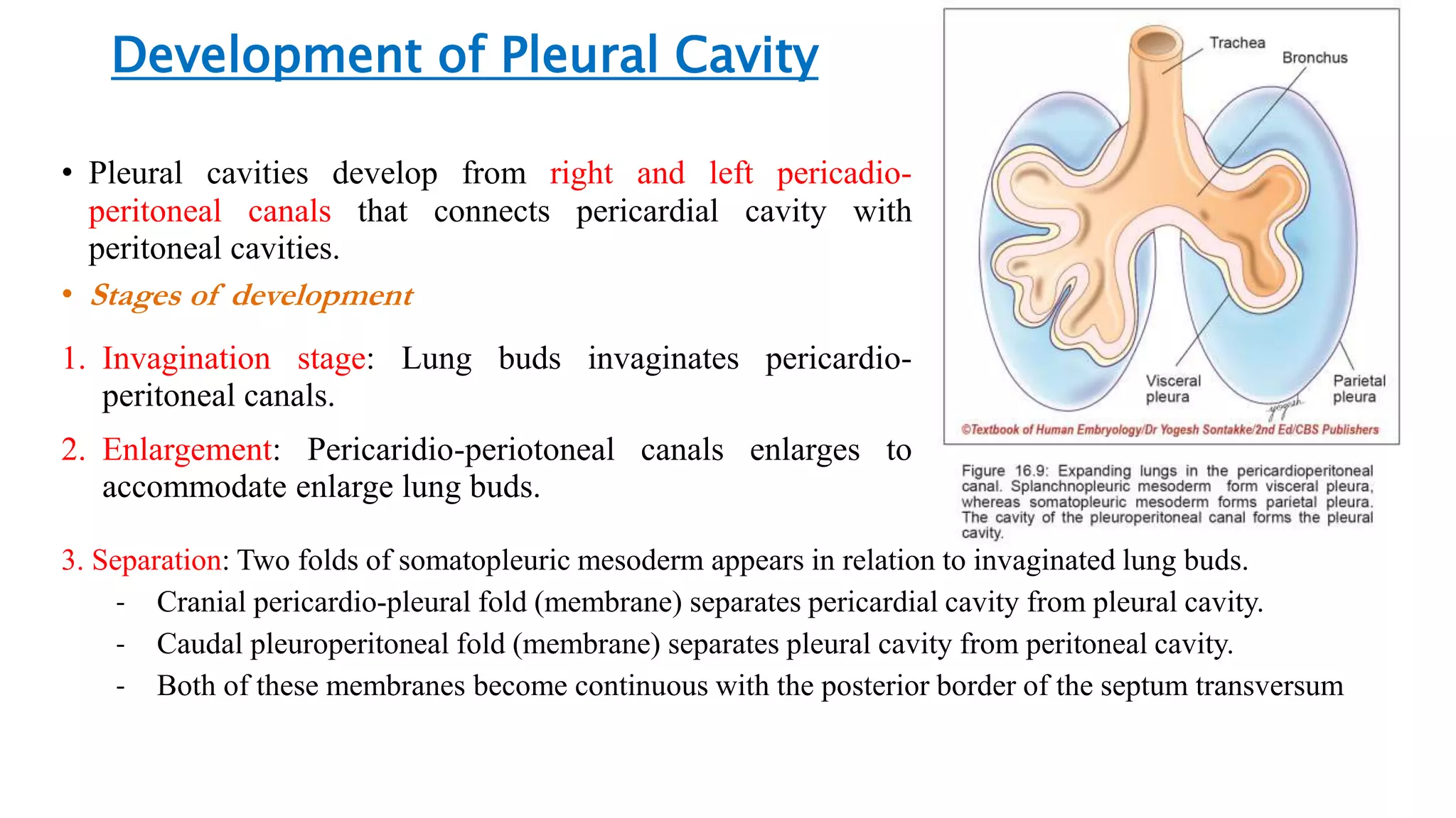 Development of Respiratory System.pptx