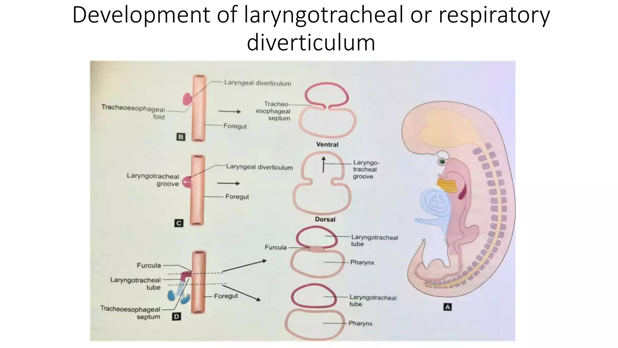 Development of Respiratory System.pptx