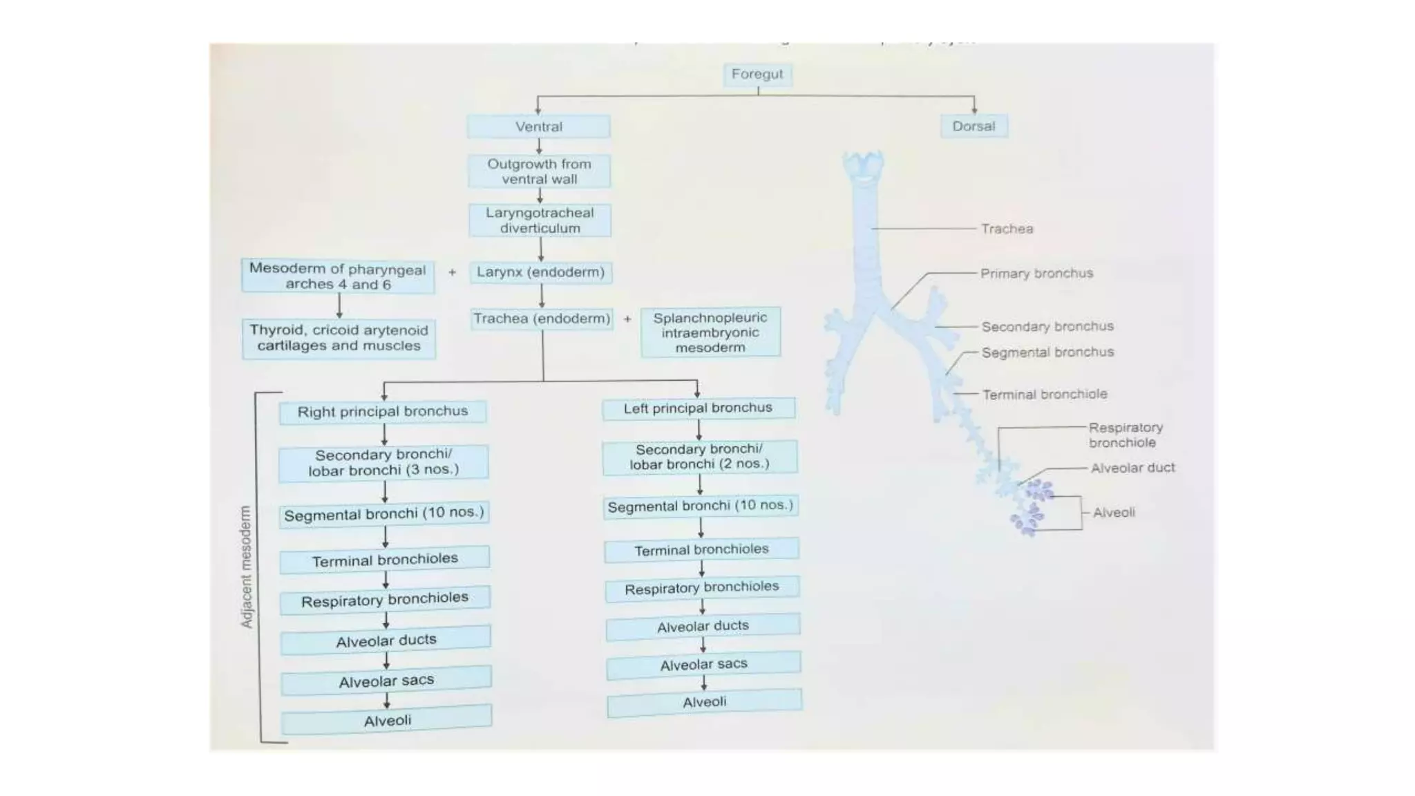 Development of Respiratory System.pptx