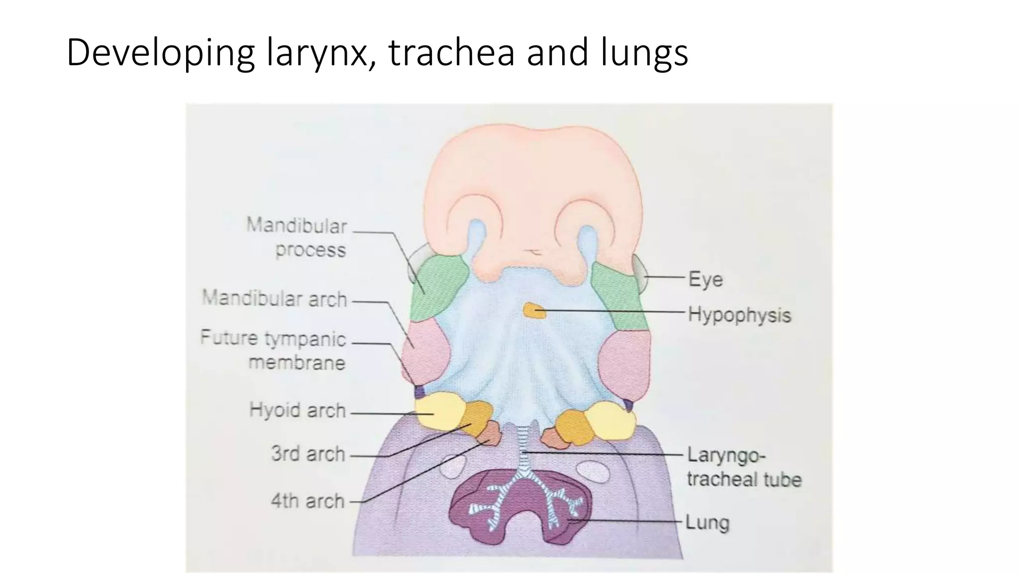 Development of Respiratory System.pptx