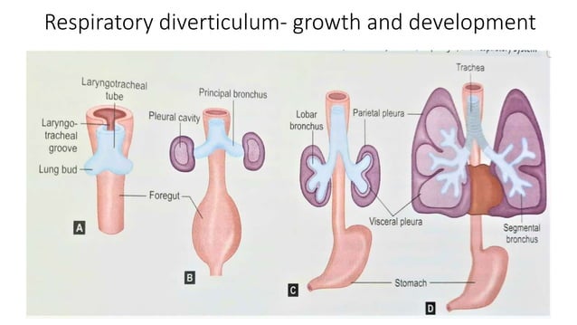 Development of Respiratory System.pptx