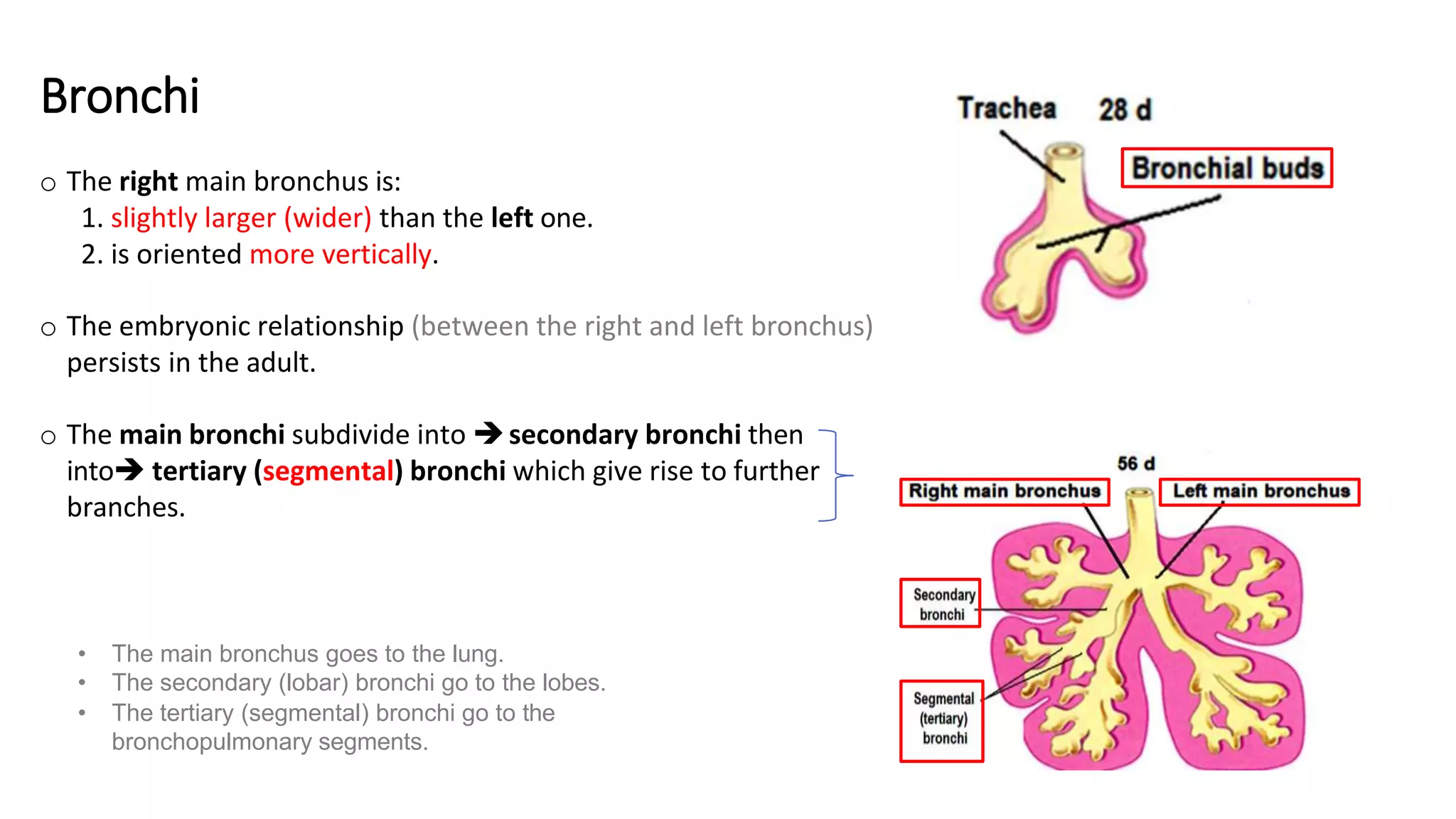 development of respiratory sysytem.pptx