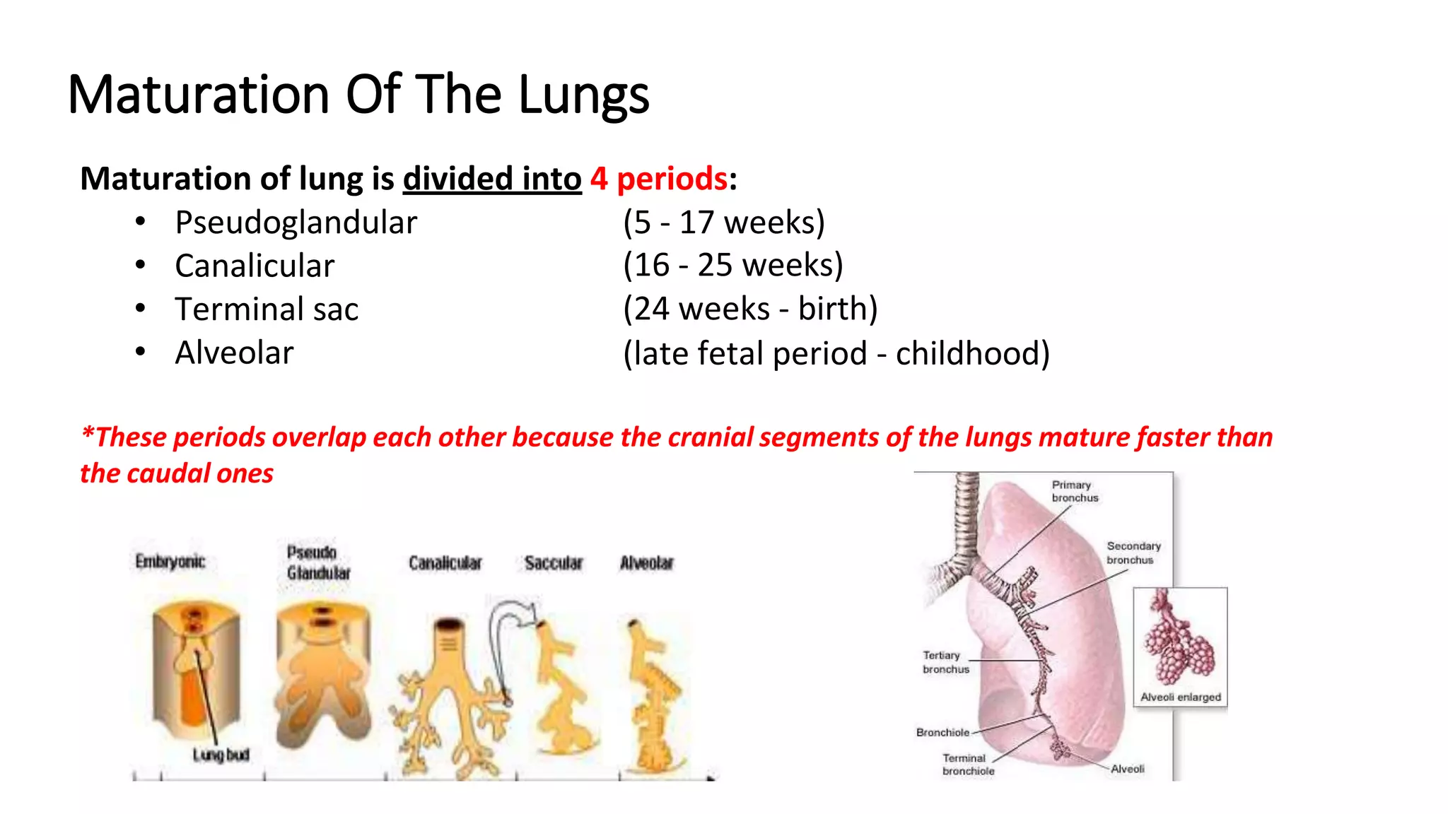 development of respiratory sysytem.pptx