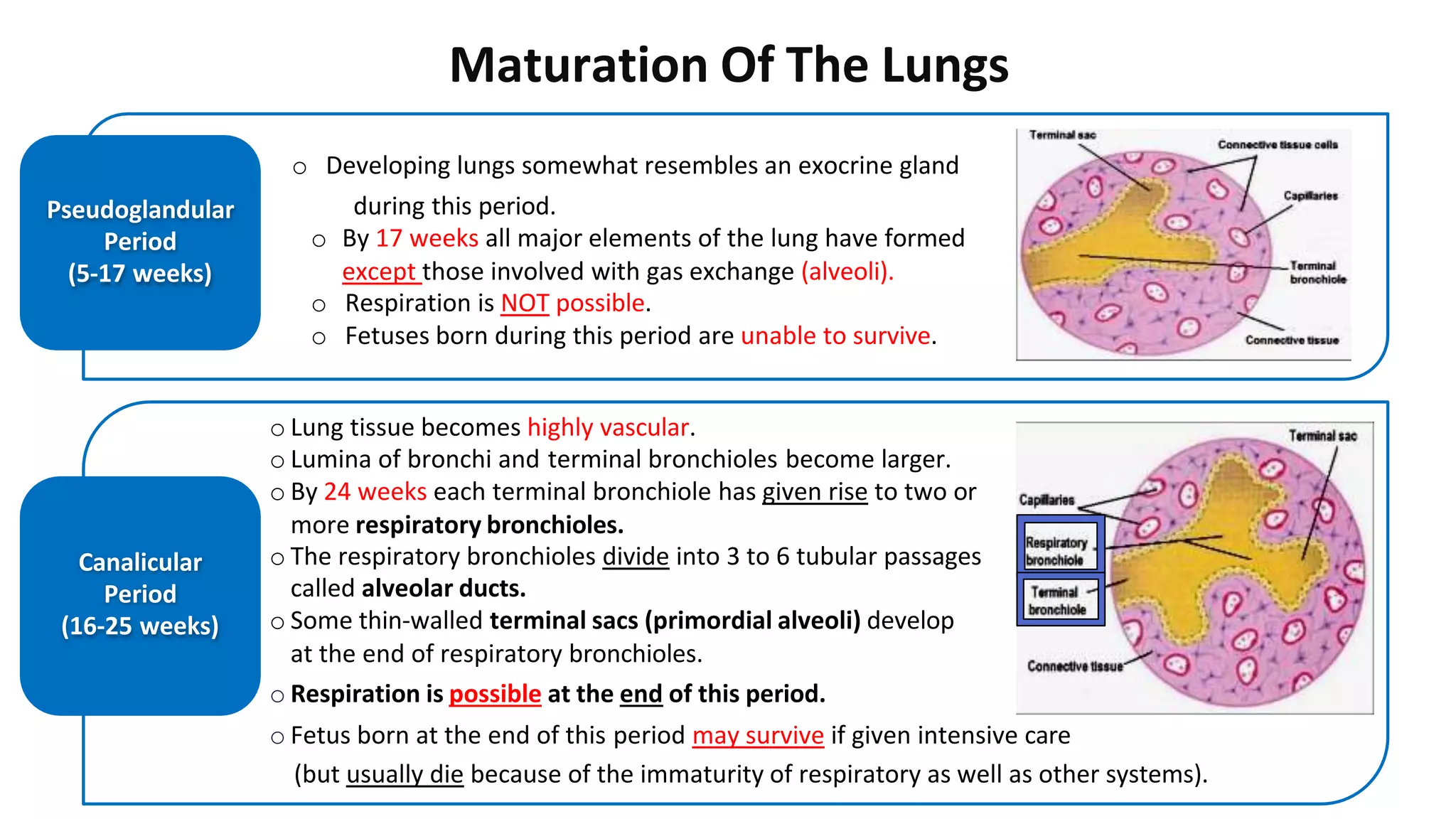 development of respiratory sysytem.pptx