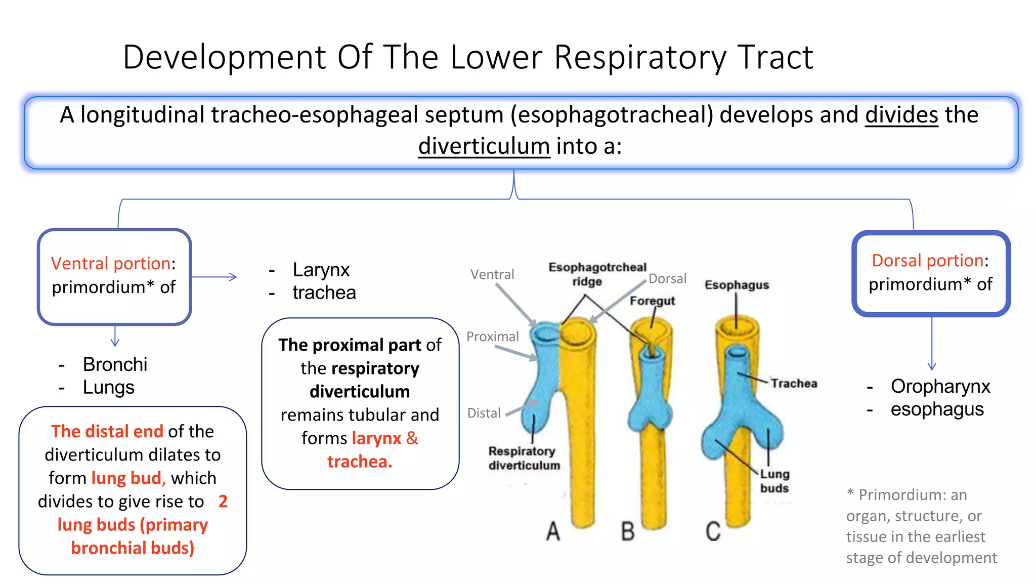 development of respiratory sysytem.pptx