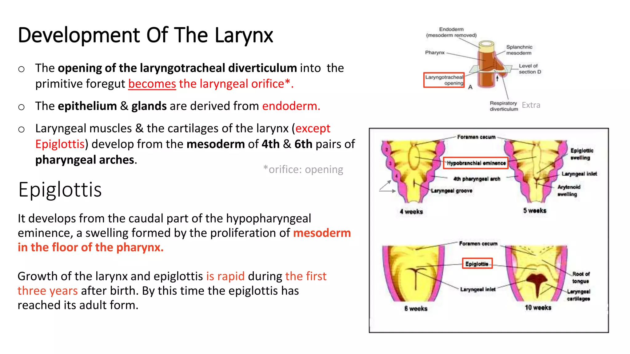 development of respiratory sysytem.pptx