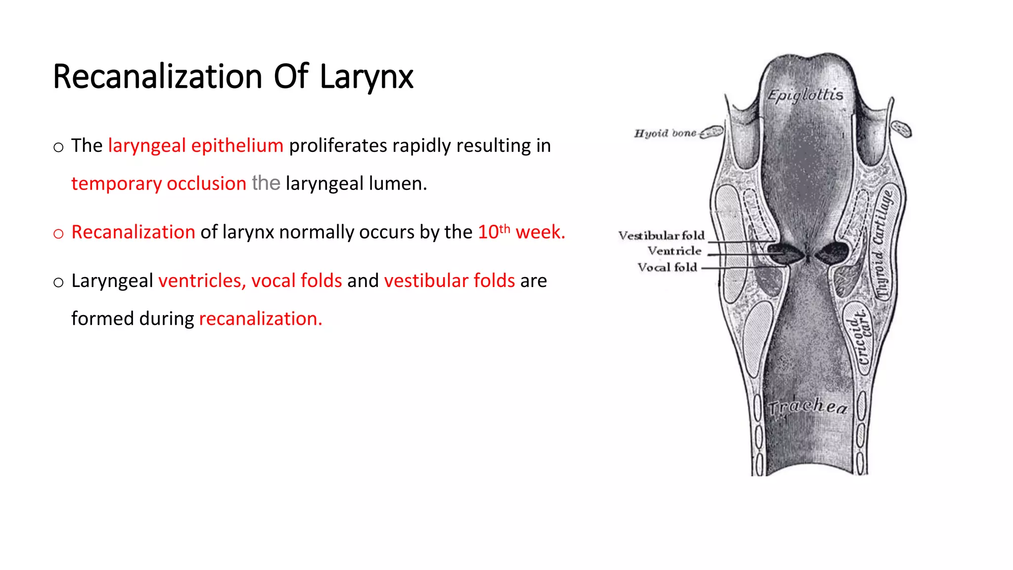 development of respiratory sysytem.pptx