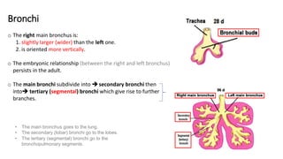 development of respiratory sysytem.pptx