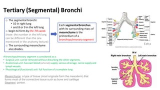 development of respiratory sysytem.pptx