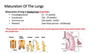 development of respiratory sysytem.pptx