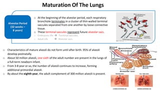 development of respiratory sysytem.pptx