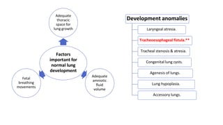 development of respiratory sysytem.pptx