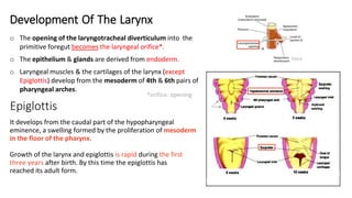 development of respiratory sysytem.pptx