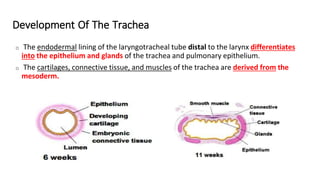 development of respiratory sysytem.pptx