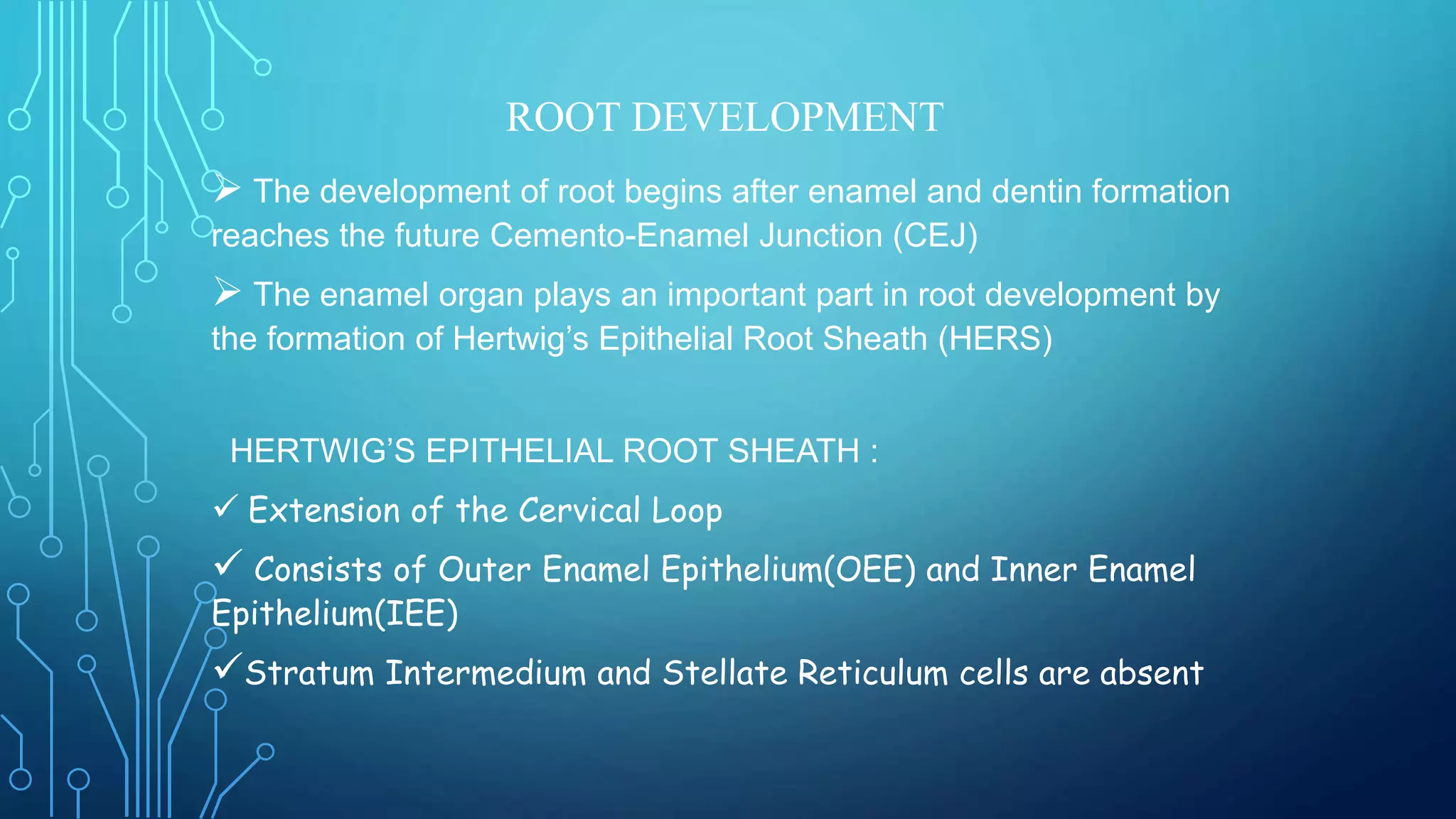 Development of Root | PPTX