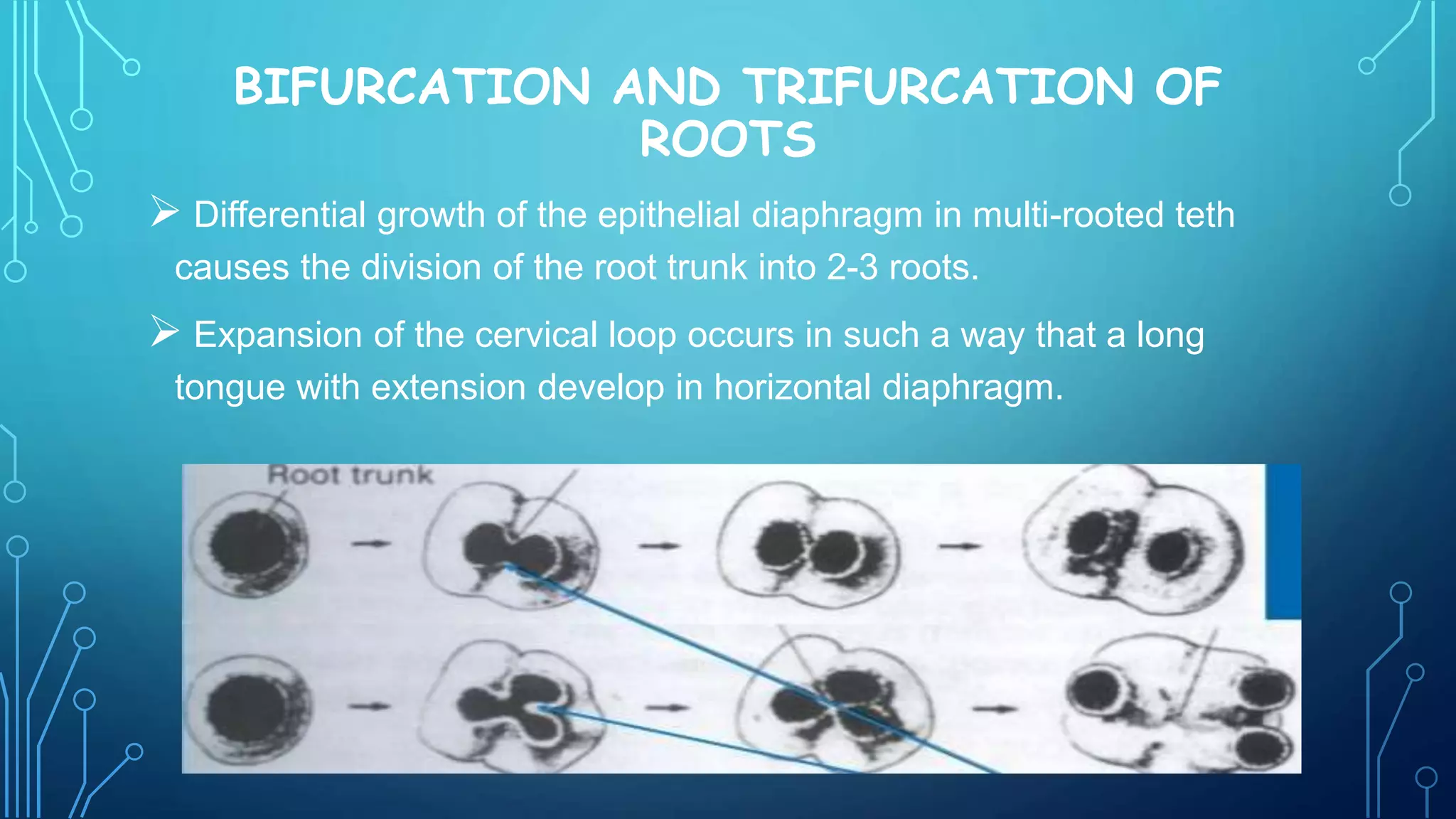 Development of Root | PPTX