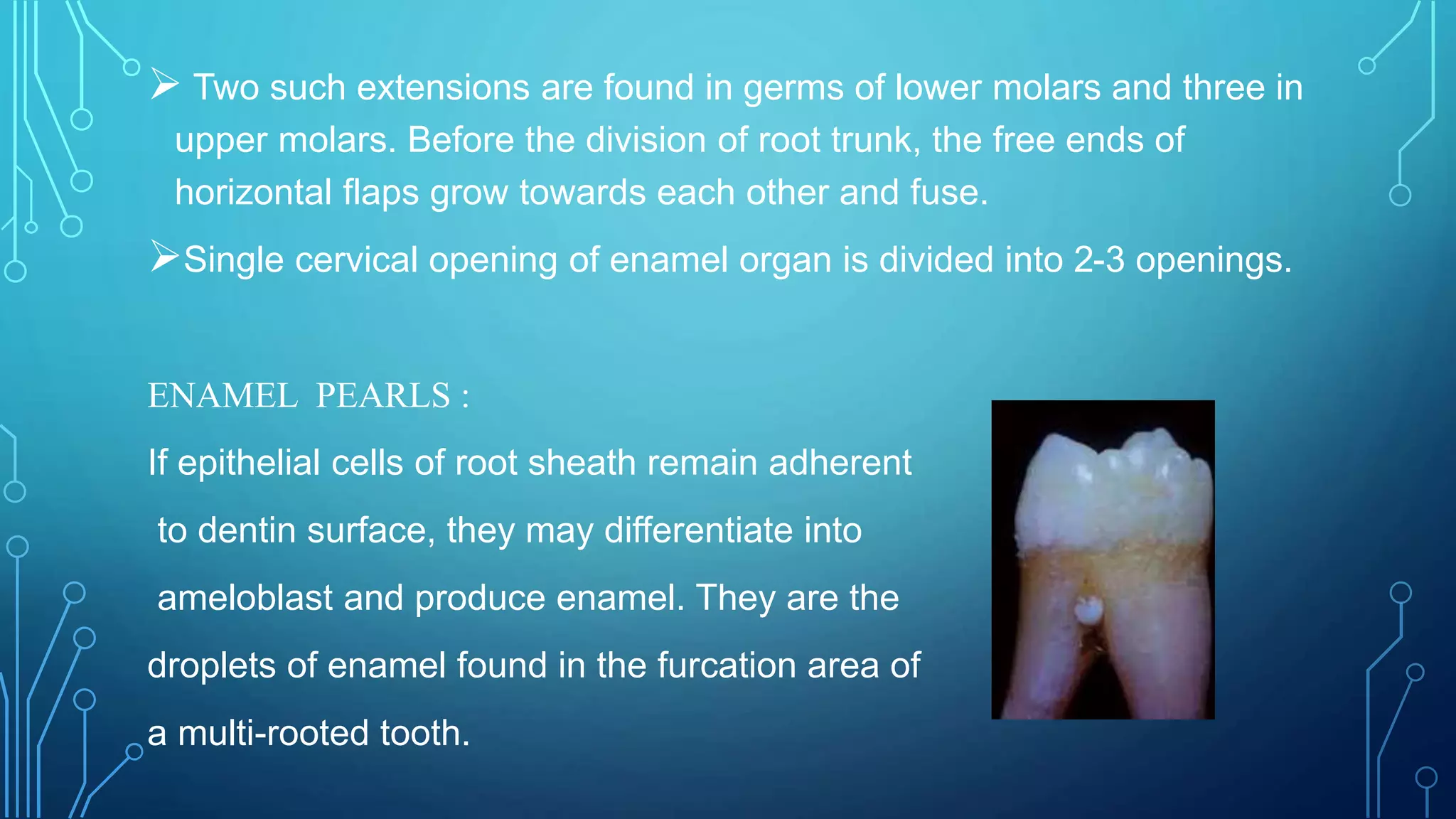 Development of Root | PPTX