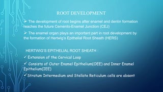 Development of Root | PPTX