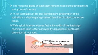 Development of Root | PPTX