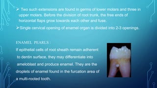 Development of Root | PPTX