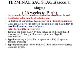 Development of Respiratory System iii maturation of lung | PPTX