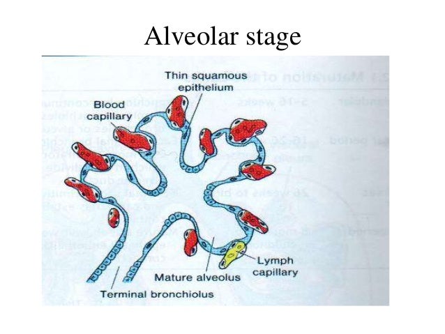 Development of Respiratory System iii maturation of lung