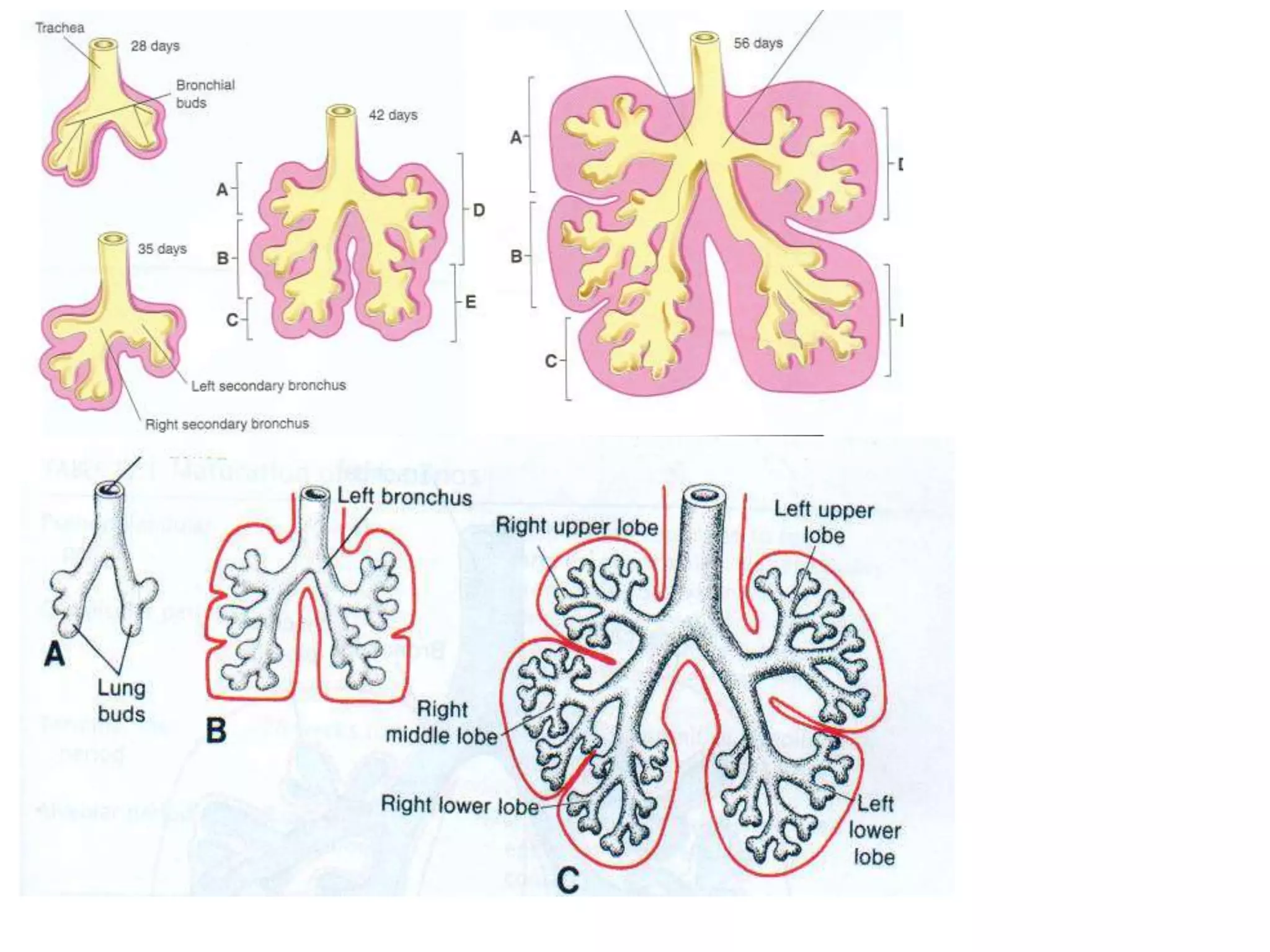 Development of Respiratory System ii trachea, bronchial tree & lung | PPTX