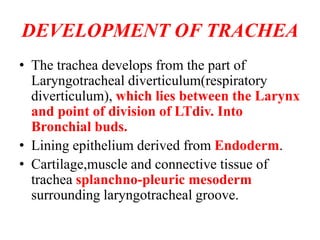 Development of Respiratory System ii trachea, bronchial tree & lung | PPTX