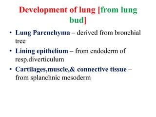 Development of Respiratory System ii trachea, bronchial tree & lung | PPTX