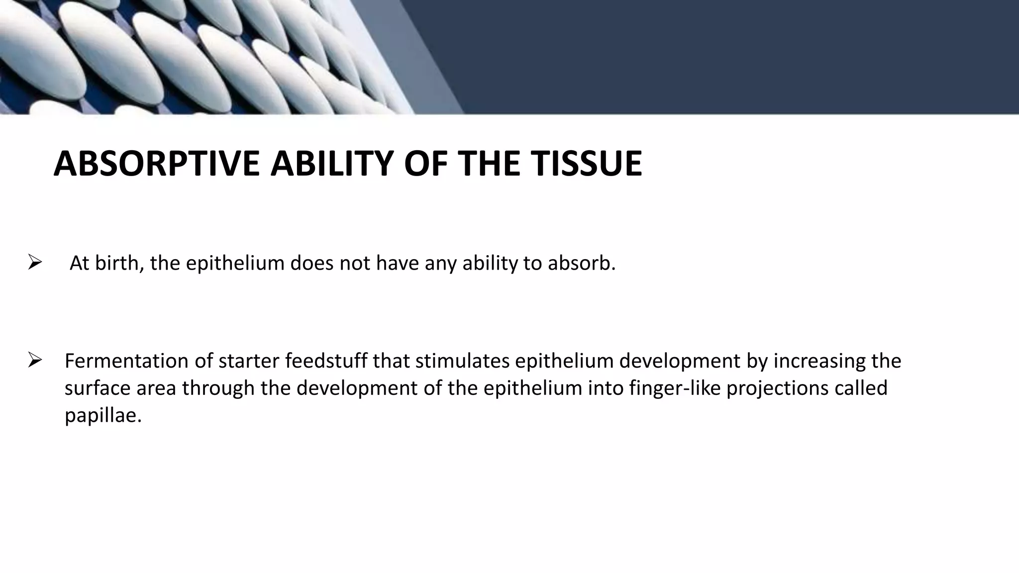 DEVELOPMENT OF RUMEN.pptx