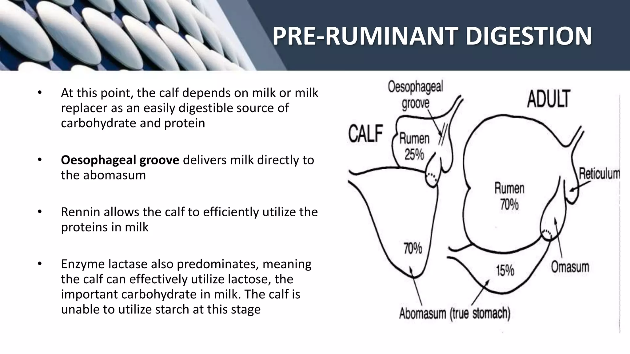 DEVELOPMENT OF RUMEN.pptx