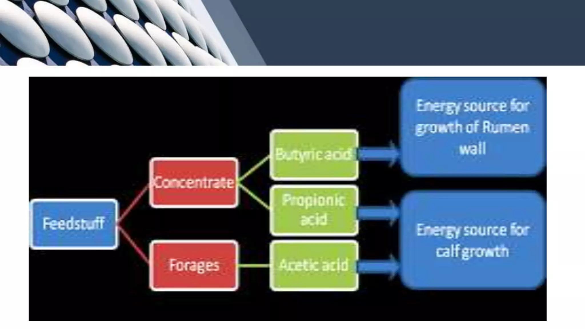 DEVELOPMENT OF RUMEN.pptx