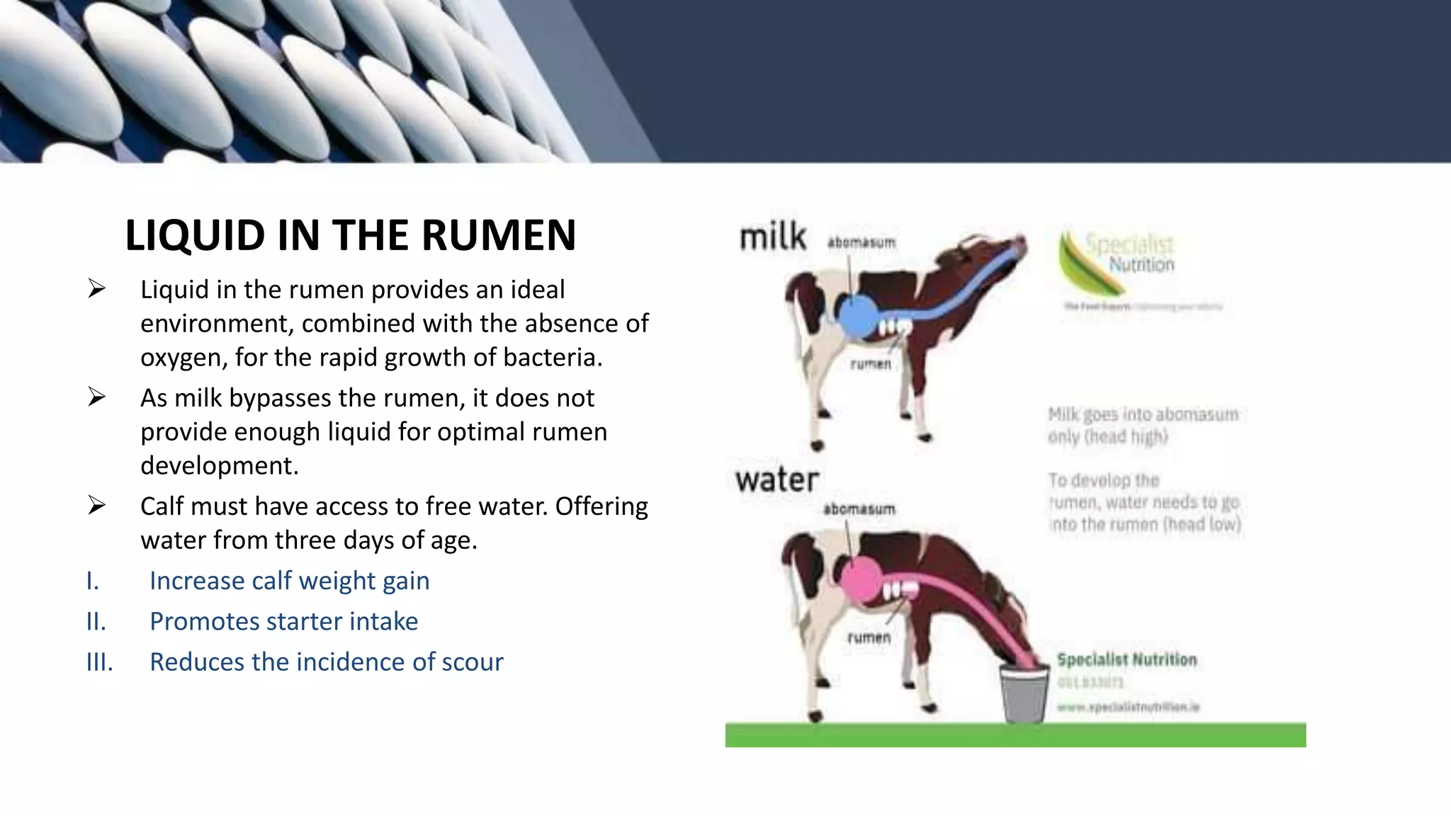 DEVELOPMENT OF RUMEN.pptx