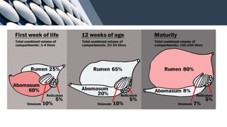DEVELOPMENT OF RUMEN.pptx