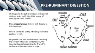 DEVELOPMENT OF RUMEN.pptx