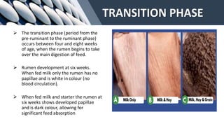 DEVELOPMENT OF RUMEN.pptx