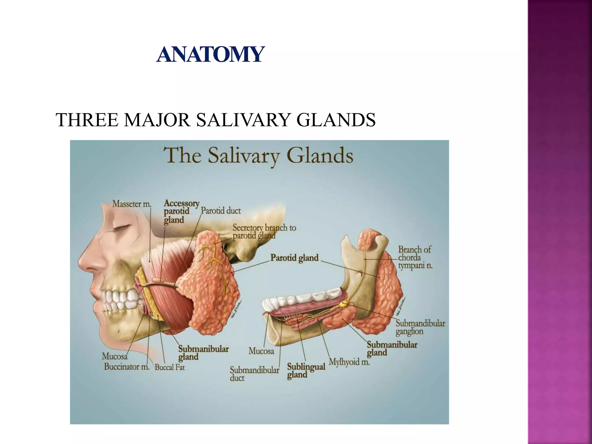 Development of salivary glands , saliva and its role in prosthodontics ...