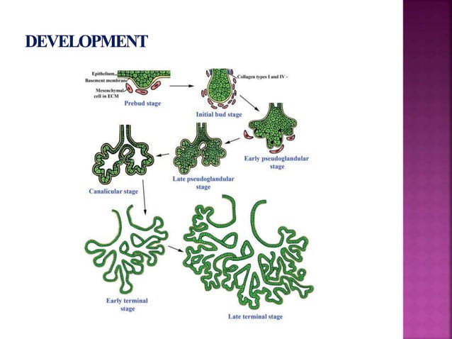 Development of salivary glands , saliva and its role in prosthodontics ...