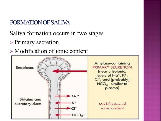 Development of salivary glands , saliva and its role in prosthodontics ...